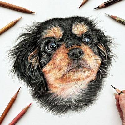 Dog Pencil Portraits Gallery - Commission Your Own Here