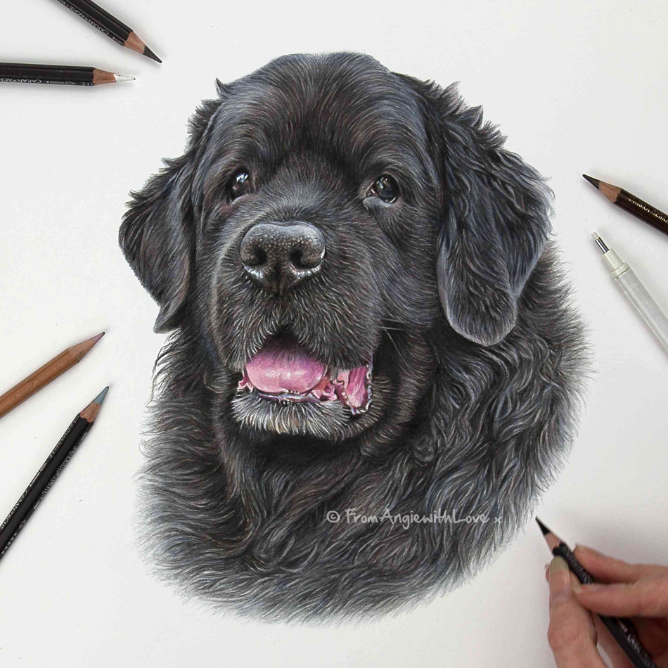 Dog Pencil Portraits Gallery - Commission Your Own Here